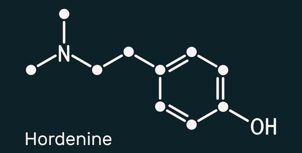 Hordenine Explained: Benefits, Dosage and Side Effects