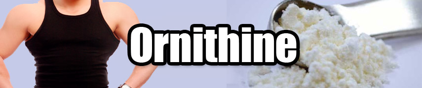 Ornithine review, dosage, benefits - Mr Supplement Australia