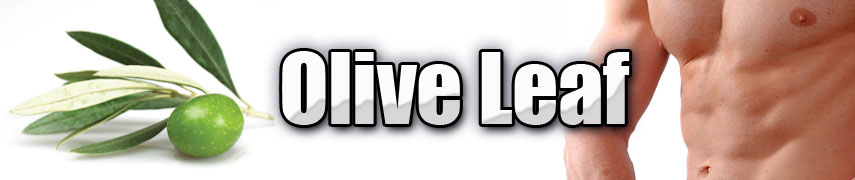 Olive Leaf Extract Benefits, Dosage, Side Effects - MrSupplement